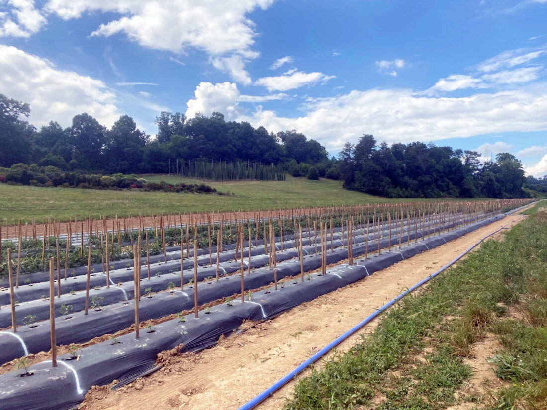 Research at NCSU’s Mountain Horticultural Crops Research and Extension ...